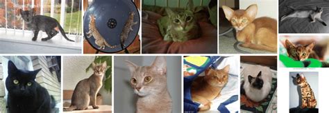 Examples Of Oxford IIIT Pet Dataset Images Download Scientific Diagram