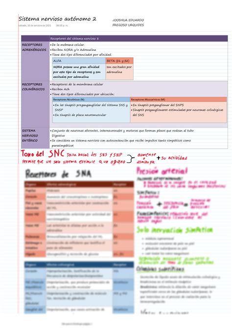 Solution Sistema Nervioso Aut Nomo Studypool