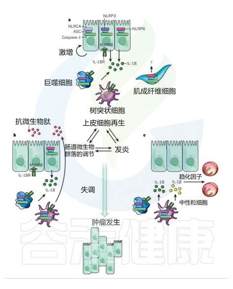 免疫防御和代谢控制十字路口的炎性小体 谷禾健康