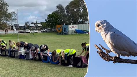 Pesticide Killed Corellas New Fm