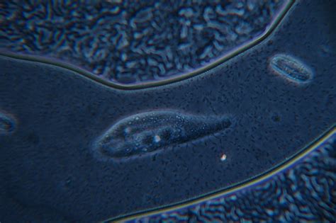 Free Images Shoe Texture Pattern Line Blue Black Footwear Protist Protisten Einzeller