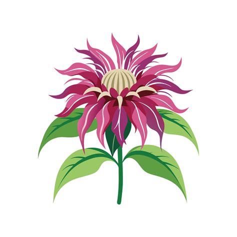 Elegant Monarda Plant Design 57395893 Vector Art At Vecteezy