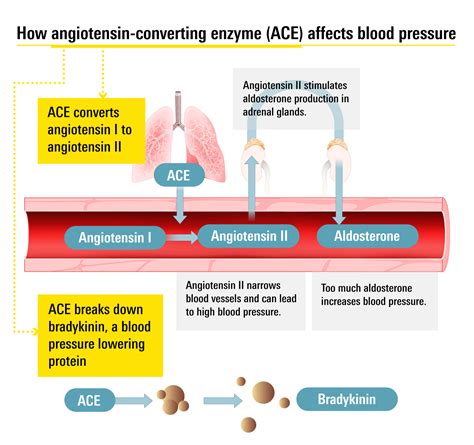 Ace Inhibitors How They Work And Their Uses
