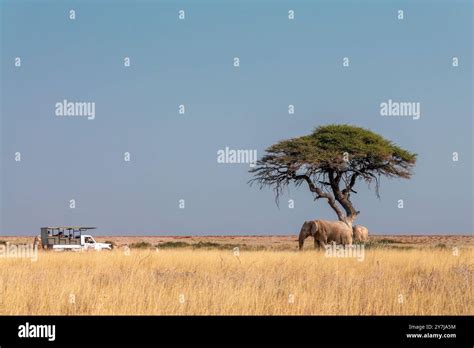 Tourists In Their Car Watching Elephants In The Savanna In Etosha National Park Wildlife Safari