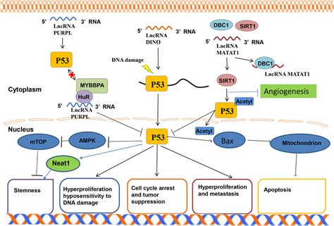 Differential Expression Of Long Non Coding RNAs As Diagnostic Markers For Lung Cancer And Other
