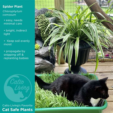 Plants For Catios Catio Guy