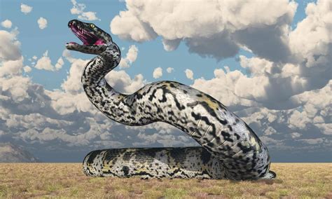 What Did The Largest Snake Ever Eat To Feed Its 2500 Pound Body A Z