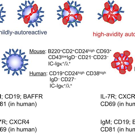 Requisite Biological Activities For The Selection Of Immature B Cells
