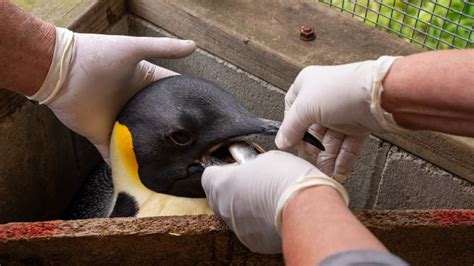 Lost Antarctic Penguins 2 000 Mile Odyssey To Australia Beach Ends In