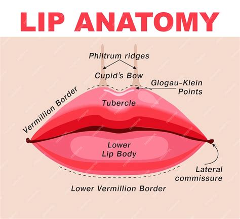 Premium Vector Anatomy Of Lips With Detailed Labeled Parts
