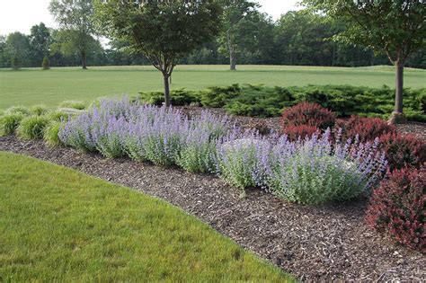 Walkers Low Catmint