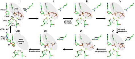 Pyrophosphate Dna Replication