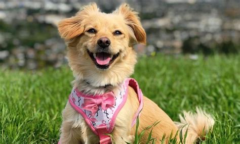 Top 12 Cutest Pomeranian Mix Dog Breeds Artofit