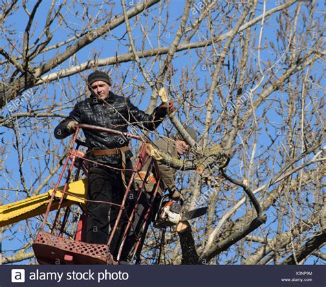 Trimming Tree Lift Arm High Resolution Stock Photography And Images Alamy