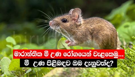 මී උණ පිළිබඳව ඔබ දැනුවත්ද මාරාන්තික මී උණ රෝගයෙන් වැළකෙමු News Artical Hiru Gossip