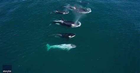 Whale Watchers Overwhelmed By Sighting Of Well Known White Orca Cbs News