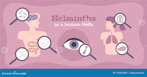 Roundworms Parasites Ascariasis Male And Female Worm Infographic