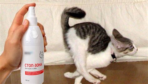 Как отучить кота срать где попало: почему и что можно сделать в таком ...