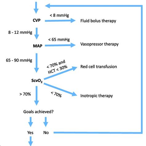 Microcirculatory Dysfunction In Sepsis The Microvascular Network