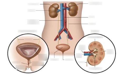 Biology 2030 Ap Excretion 20 Diagram Quizlet