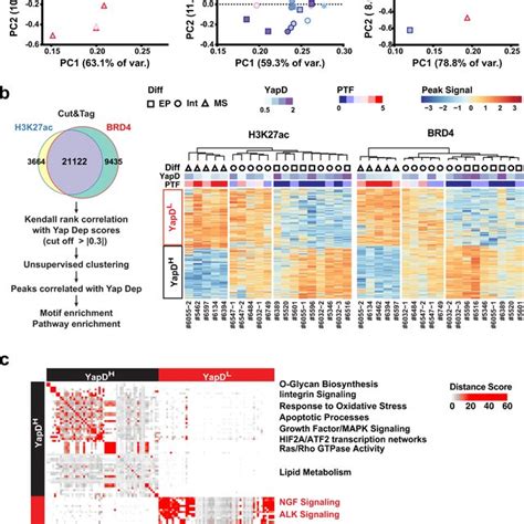 A Subset Of Kras P53 Mutant Pdac Tumors Develop Spontaneous Relapsed Download Scientific