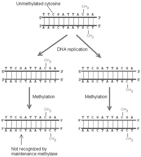 Inheritance Of The Dna Methylation Pattern The Maintenance Methylase