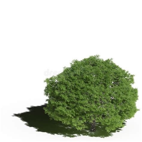 Large Tree With A Shadow Under It Stock Illustration Illustration Of