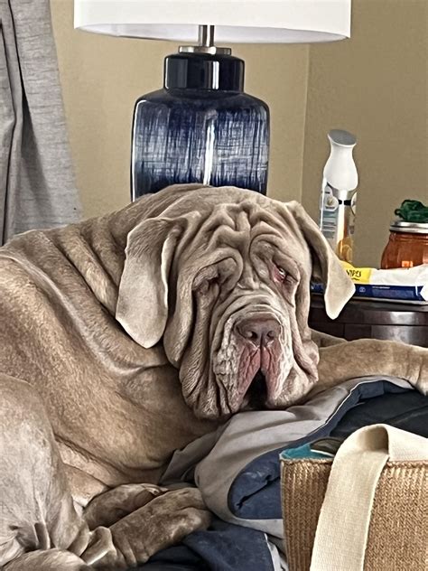 Oh Carmela Marie R Mastiff