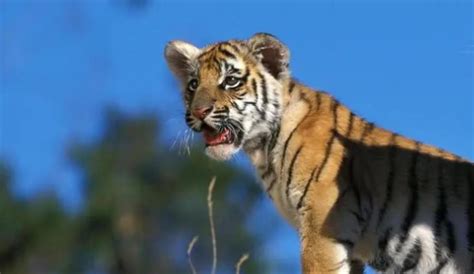 Maharashtra Tiger Cub Found Dead Near Village In Gondia Forest Range