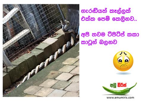 අමු මිරිස් Amu Miris