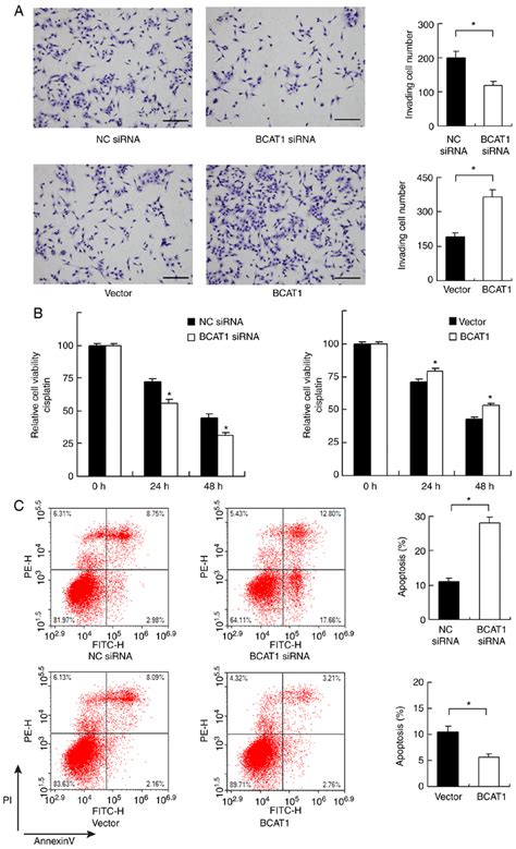 Bcat1 Promotes Head And Neck Squamous Cell Carcinoma Cell Invasion And