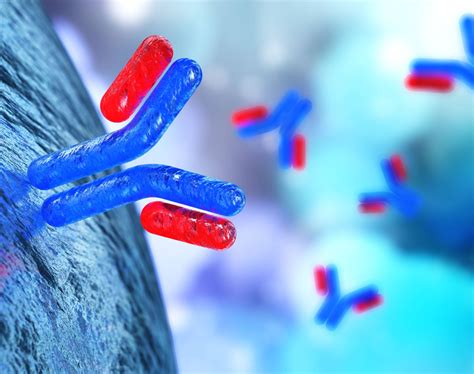 Kappa Or Lambda Myeloma Testing Is There A Difference Healthtree For Multiple Myeloma