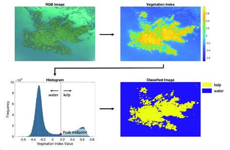 Methodology Used In The Detection Of The Presence Or Absence Of Kelp Download Scientific