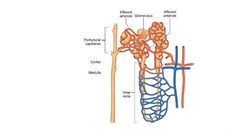 The Countercurrent Pptx