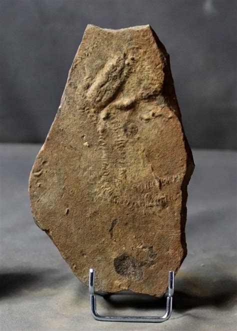 Trilobite Moving And Resting Trace Fossil Matrix Rusophycus And Cruziana 17 Cm 9 5 Cm