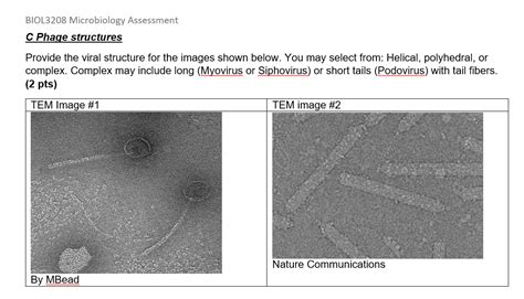 Biol3208 Microbiology Assessment C Phage Structures