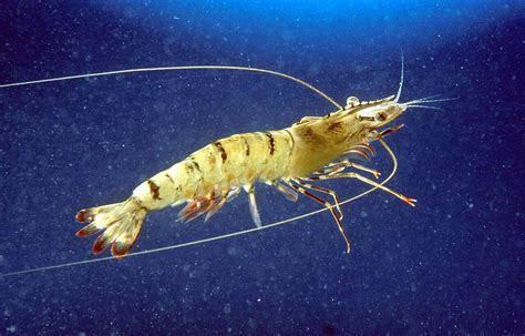Filecsiro Scienceimage 2992 The Giant Tiger Prawn Wikimedia Commons