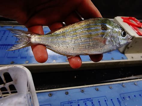 Lagodon Rhomboides