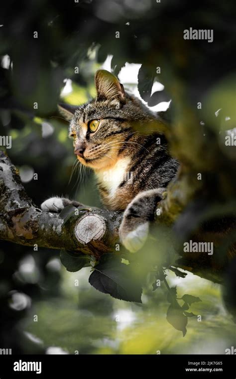 Cat In A Tree Lookinng And Sleeping Cute Cat Looking After Birds To Hunt Playful Cat Want To