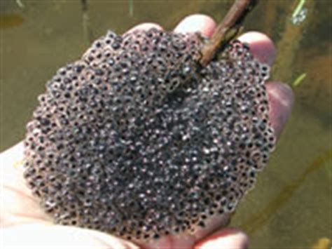 Mid Atlantic Nature Winter And Early Spring Vernal Pool Egg Mass