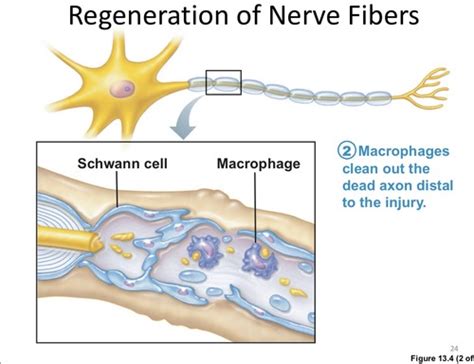 The Peripheral Nervous System Flashcards Quizlet