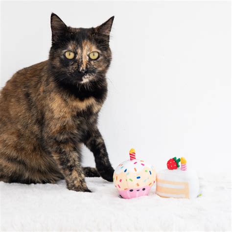 Birthday Cake Cat Toy Set Pearhead