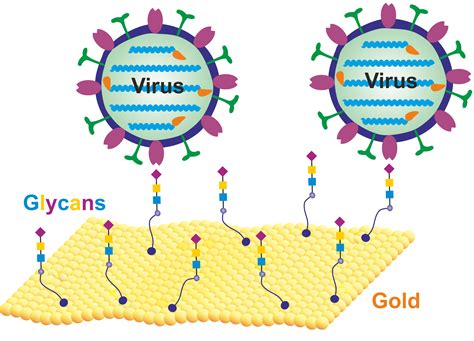 Ultrasensitive Detection Of Influenza Viruses By Glycan Biosensors