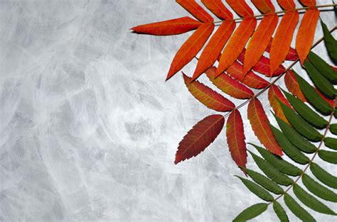 안녕하세요 가을 개념입니다 가을 배경입니다 회색 배경에 가을 화려한 단풍 공간을 복사합니다 맨 위 보기 0명에 대한 스톡 사진 및 기타 이미지 Istock