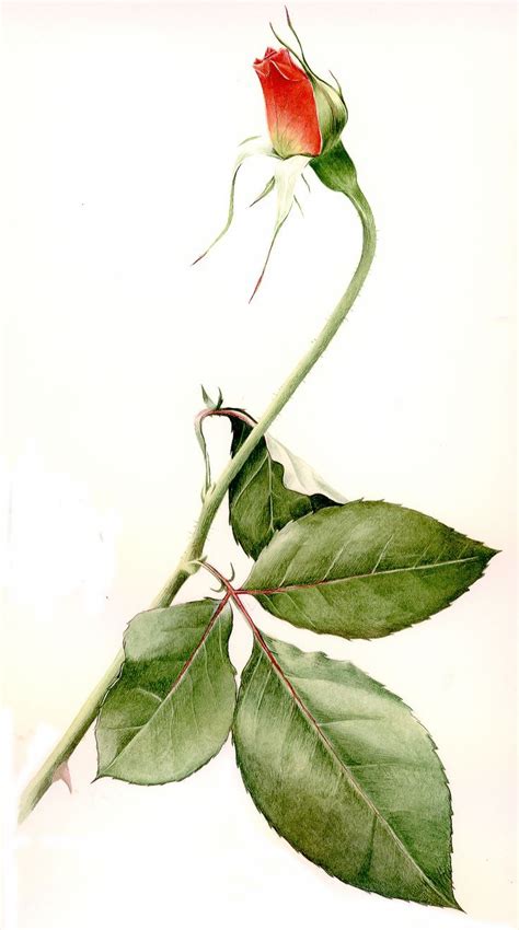 Bouton De Rose Illustration Botanique Botanique Aquarelle Fleurs