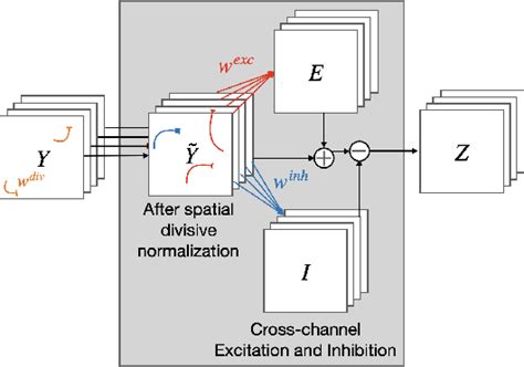 Figure 1 From Bio Inspired Learnable Divisive Normalization For Anns Semantic Scholar