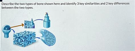 Describe The Two Types Of Bone Shown Here And Identify 3 Key