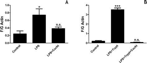 Actin Filaments Astrocytes Were Incubated With Lps 10 Ng Ml A Or Download Scientific