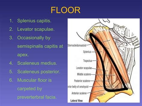 Surgical Anatomy Of Triangles Of Neck PPT