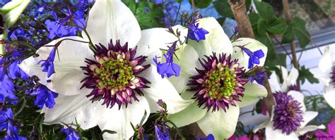 White Passion Flower 4k Wallpaper Download